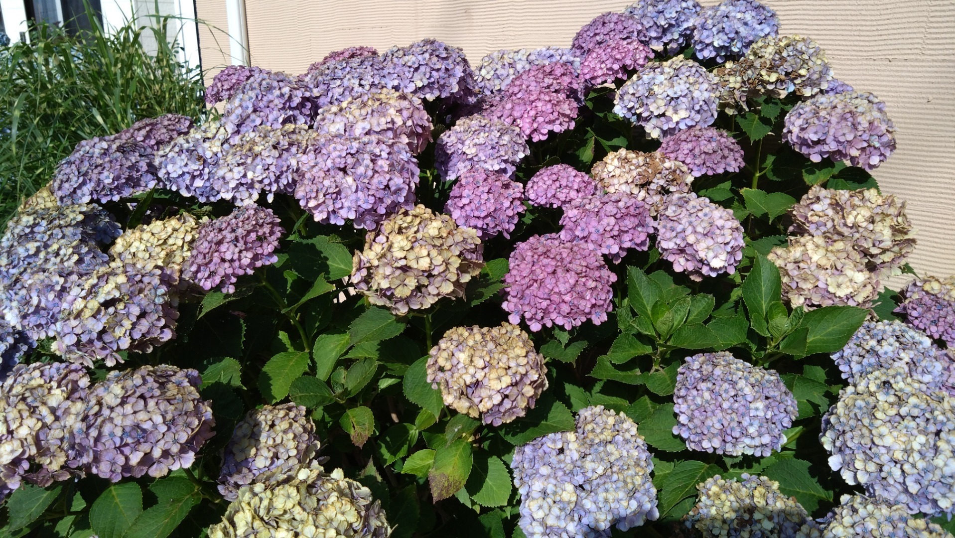 猛暑の夏: bowz Music laboratory